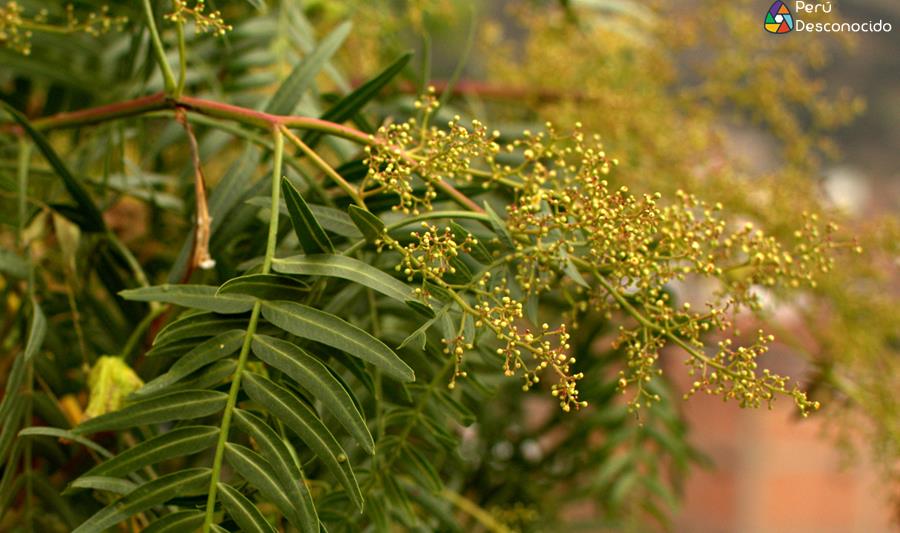 Plantas Medicinales de la Cordillera Blanca: El Molle. - Perú Desconocido