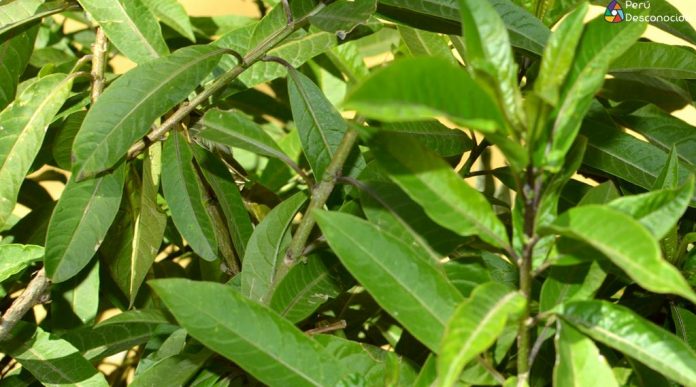 Plantas medicinales: Hierba santa. - Perú Desconocido